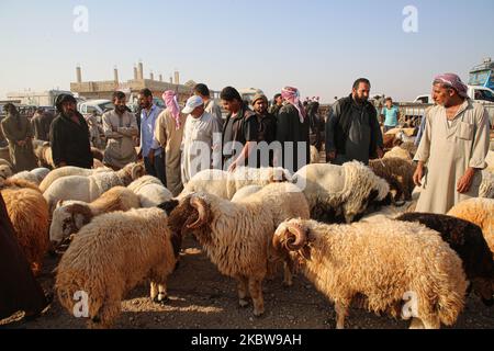 Syrians buy sheep and goats from the local livestock market in the city ...