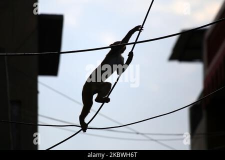 A monkey crosses a street using over-head power lines in Ajmer ...