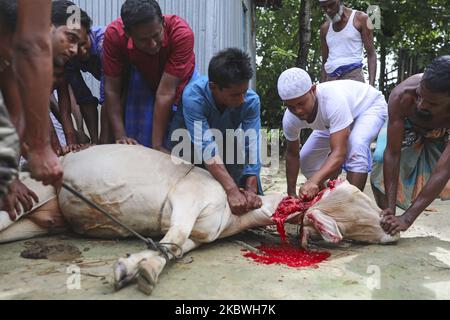 Muslim devotees prepare an ox for slaughter during the Eid al-Adha, the ...