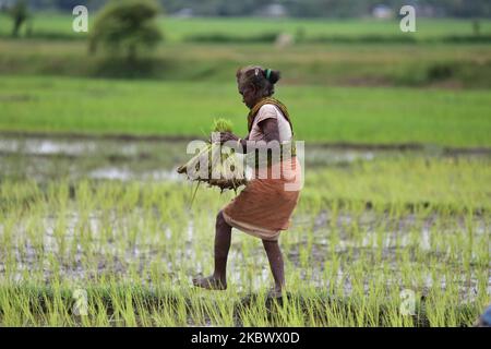 Farmers plant paddy saplings in a field at a village in Nagaon district ...