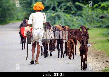 A Rajasthani shepherd Smokes 'Bidi' a Small Hand Rolled Cigarette ...