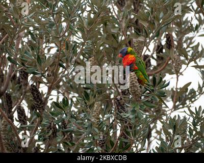 A Shallow focus of Loriini parrot perched on a tree against a gray sky ...