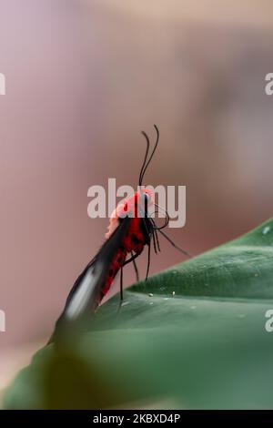 A vertical shot of an adorable red-bodied batwing swallowtail butterfly ...