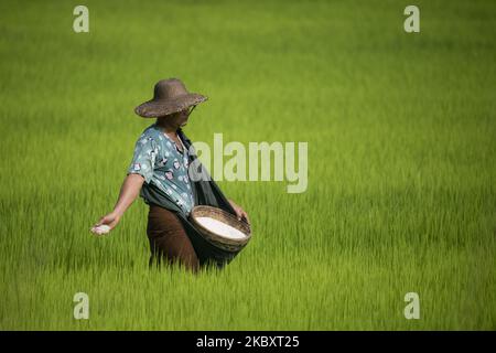 A farmer throws fertilizer in a paddy field in Maubin, Irrawaddy Region ...
