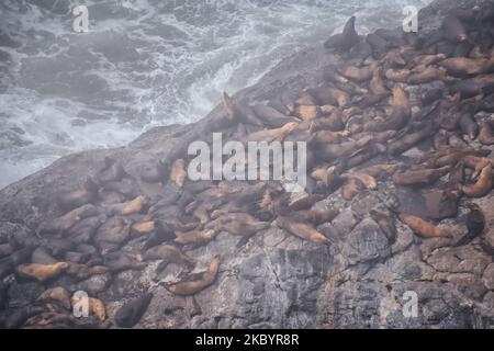 Sea Lion Cave views, tourist attraction, Pacific Ocean Coast Florence ...