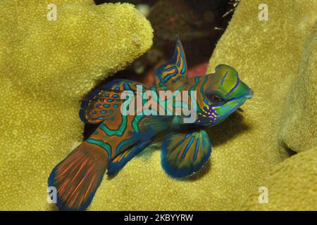 Synchiropus splendidus, Mandarinfisch, mandarinfish, mandarin dragonet ...