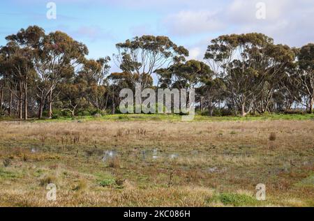 A dooto (Eucalyptus wandoo) tree forest in front of a small pond with a ...