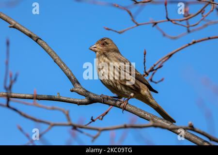 House Finch with Avian Conjunctivitis Disease Stock Photo - Alamy