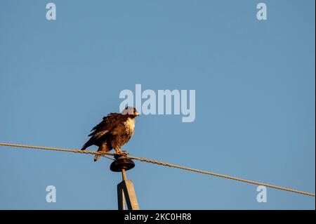 The Jackal Buzzard bird on the overhead tram wires with the sunset sky ...