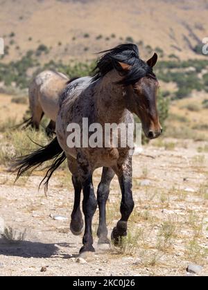 Wild Horse in Summer in te Utah Desert Stock Photo - Alamy