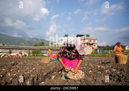 Nepalese farmer planting potatoes on the outskirt of Kathmandu, Nepal ...
