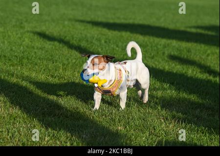 Dog jack russell terrier walks on the street in winter. Snowman in a ...