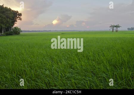 A view of paddy field at Doulatpur Village in Jamalpur District ...