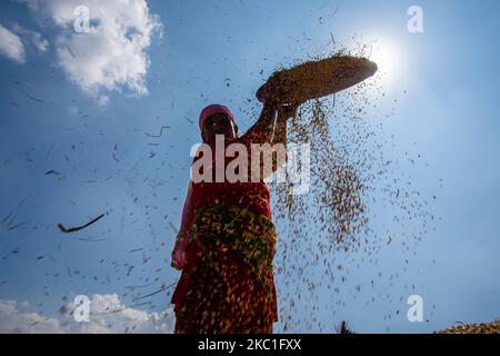 A Nepalese woman separates chaff from rice seeds in the traditional ...