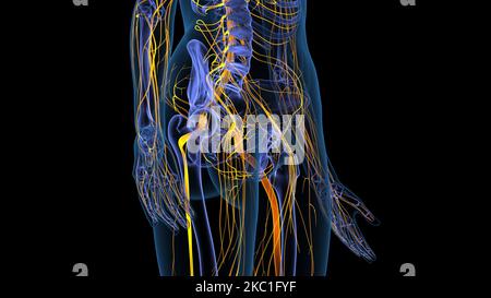 human circulatory system cardiovascular system pumps blood from the ...