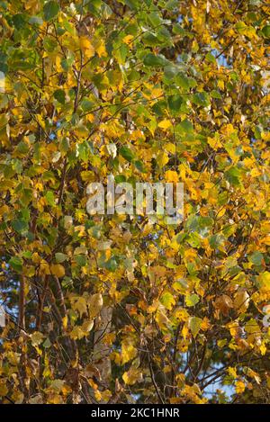 Silver warty birch yellow autumn leaves sunlit Betula pendula Stock ...