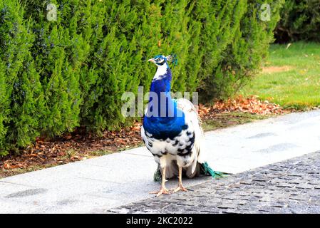 Magnificent peacock in autumn with long tail and feathers walks on ...