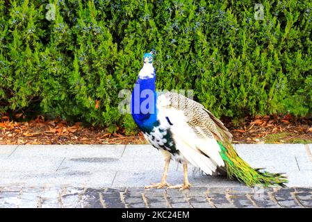 Magnificent peacock in autumn with long tail and feathers walks on ...