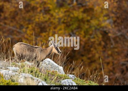 Camoscio appenninico (Rupicapra pyrenaica, chamois) during autumn ...
