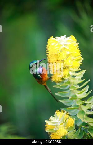 Vertical shot of a hummingbird perched on a tree branch Stock Photo - Alamy
