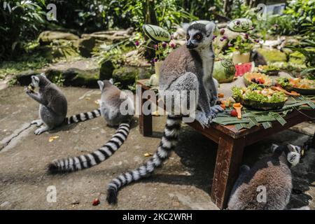 Several ring-tailed lemurs eats fruits during World Lemur Day ...