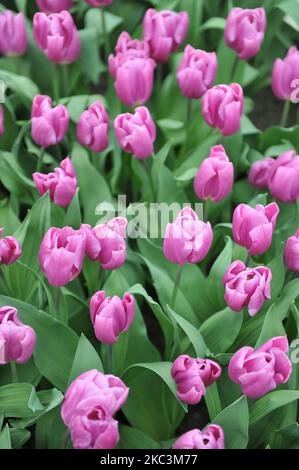 Pink Triumph tulips (Tulipa) Supri Punky bloom in a garden in April ...
