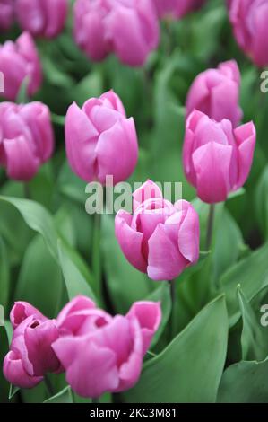 Pink Triumph tulips (Tulipa) Supri Punky bloom in a garden in April ...