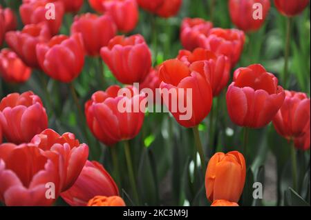 Red Triumph tulips (Tulipa) Surrender bloom in a garden in April Stock ...