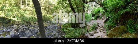 Hiking Trail views at Sweet Creek Falls Waterfall Complex near Mapleton ...