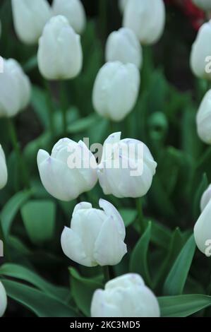 White Triumph tulips (Tulipa) Sweet Flag bloom in a garden in April ...
