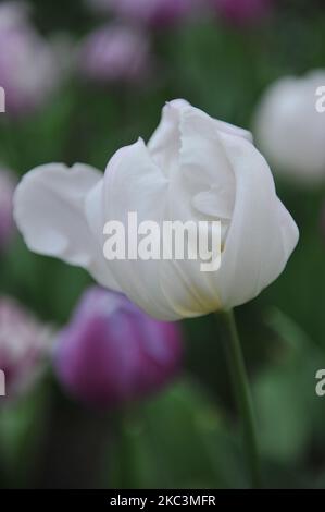 White Triumph tulips (Tulipa) Sweet Flag bloom in a garden in April ...