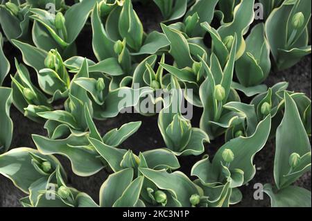 Triumph tulips (Tulipa) Sweet Present with variegated foliage and green ...