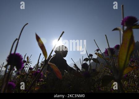 36yrs old Gita Nagarkoti picks Gomphrena globosa 'makhmali flower' to ...