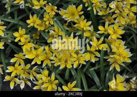 Yellow Miscellaneous late tulips (Tulipa tarda) bloom in a garden in ...