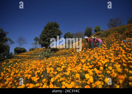 Nepalese farmers pick marigold flowers for the Tihar Festival ...
