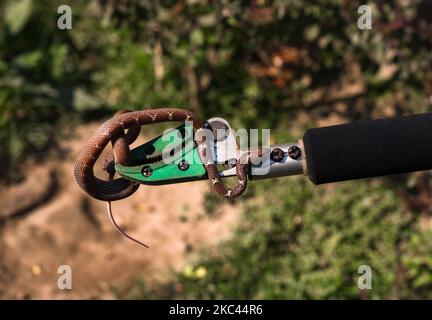 Lycodon aulicus, commonly known as the Indian wolf snake, is a species ...