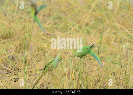 Parrots eat rice in the rice fields in Nagaon District of Assam ,India ...