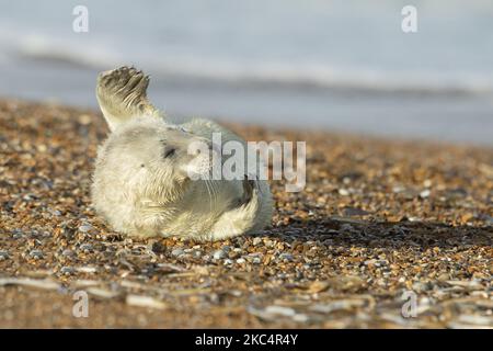 Grey Seal breeding season at Blakeney Point in Norfolk on Monday 23rd ...