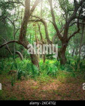 A view of growing deformed woods surrounded by palm trees in background ...