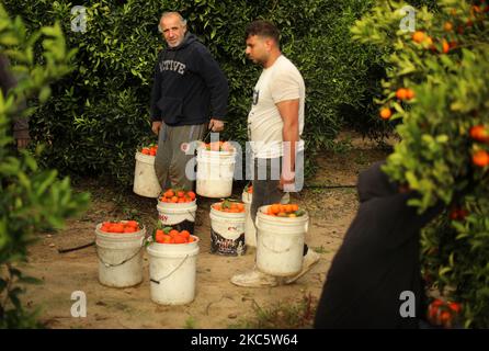 Farm workers pick citrus fruits from trees during the citrus harvest ...