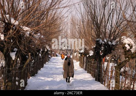 An elderly man walks through snow covered Tree Nursery on the outskirts ...