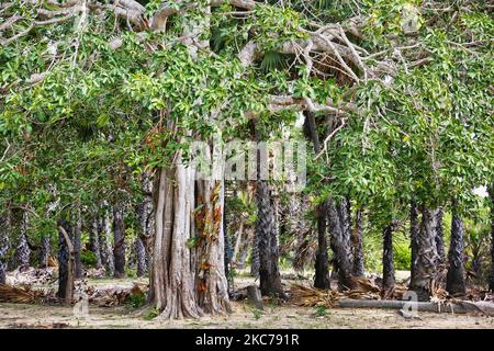 Banyan tree growing on the grounds of the Vinayagar Hindu temple in ...