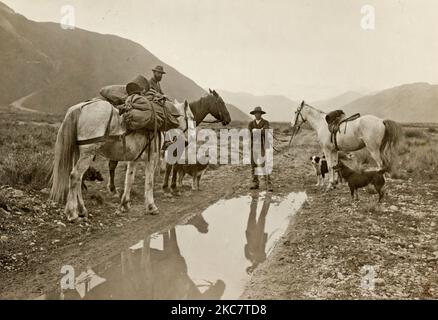 mustering sheep, South Island, New Zealand Stock Photo - Alamy