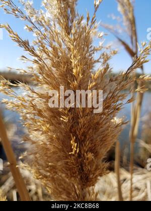 Vertical closeup of common reed with the lake on the background at ...
