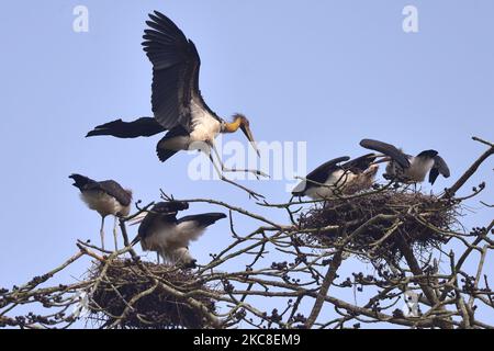 Greater adjutant storks bird seen feeding her baby on top of a silk ...