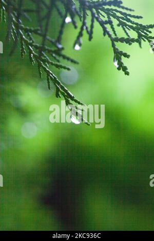 A vertical closeup shot of juniper branches with dew drops Stock Photo ...