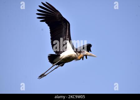 A Lesser Adjutant Stork is seen in a winter morning on at Pobitora ...