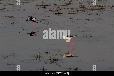 Migratory birds are seen at the Nalabana Bird sanctuary inside the ...