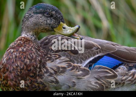 A duck at the Groynes park inÂ Christchurch, New Zealand, on February ...