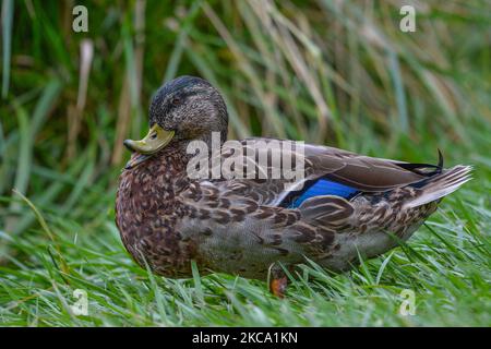 A duck at the Groynes park inÂ Christchurch, New Zealand, on February ...